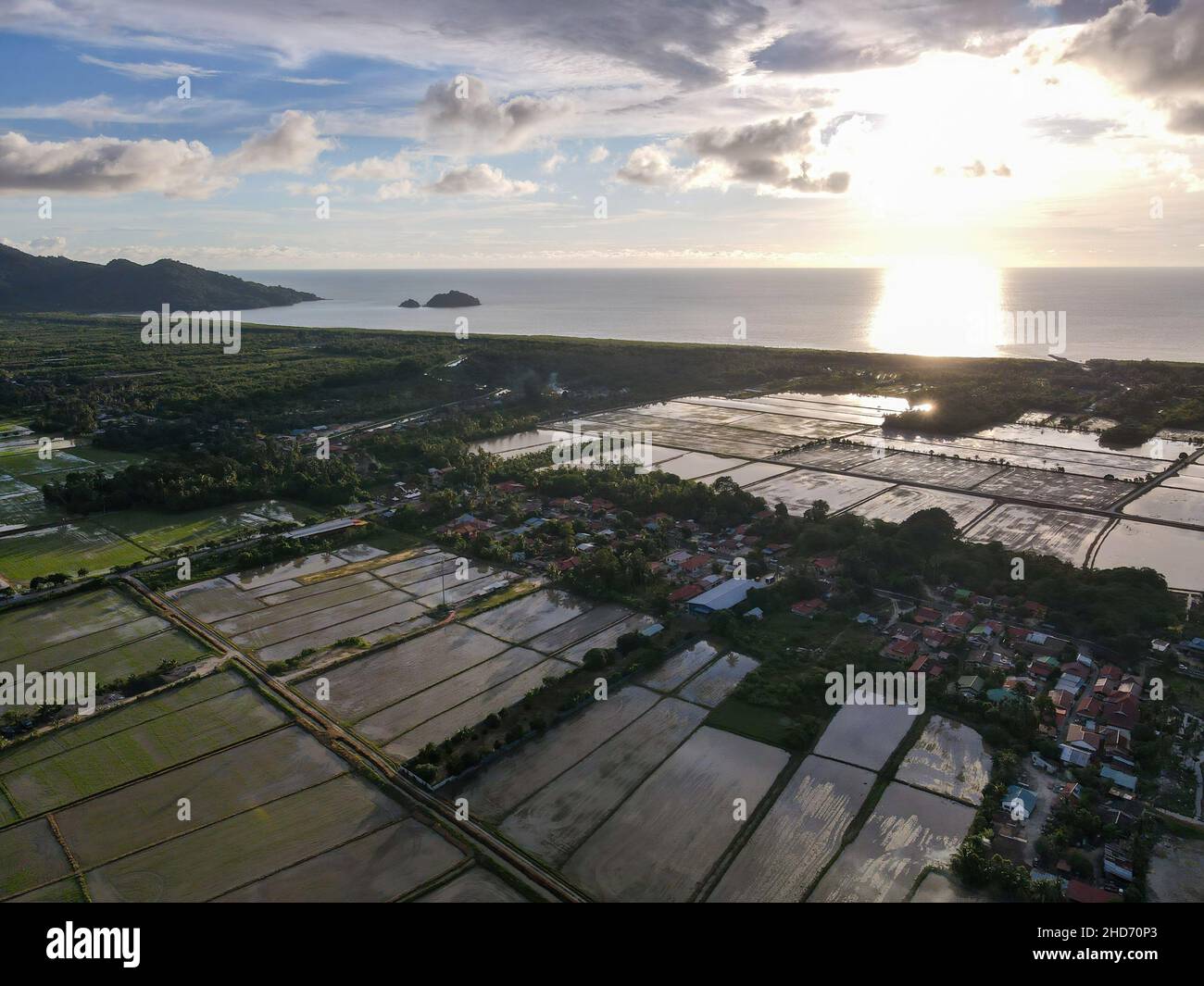 Green rice field at sunset hi-res stock photography and images - Alamy
