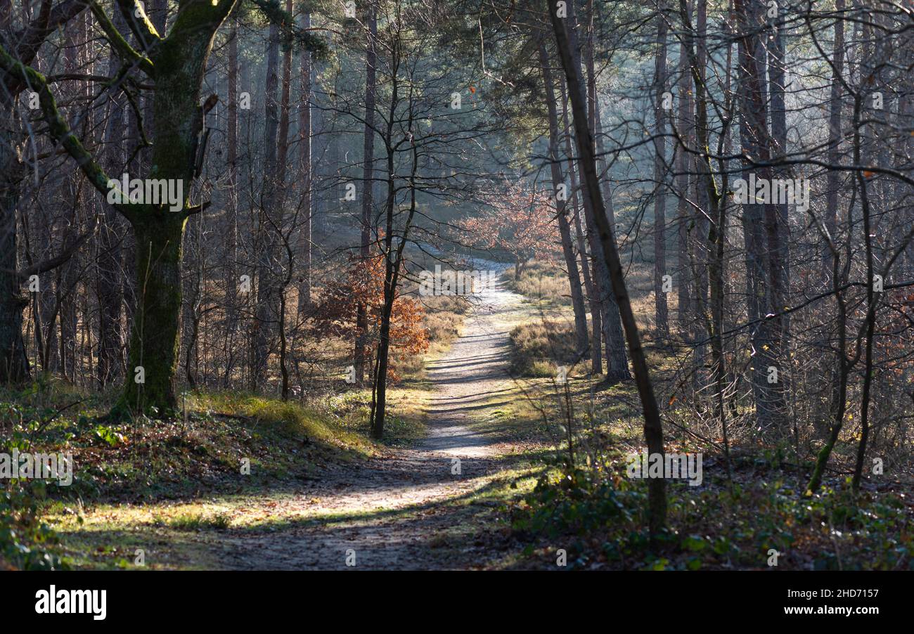 Small forest sandy path taken in autumn lit by a soft morning light ...