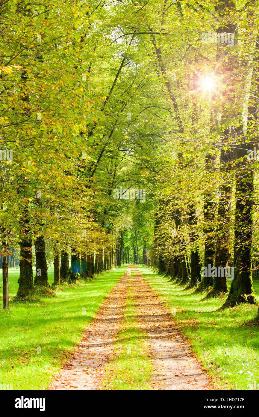 Tree lined grassland hi-res stock photography and images - Alamy