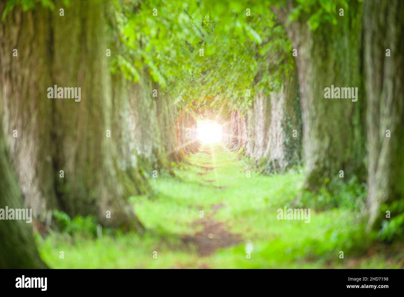 Beautiful tree lined avenue hi-res stock photography and images - Alamy
