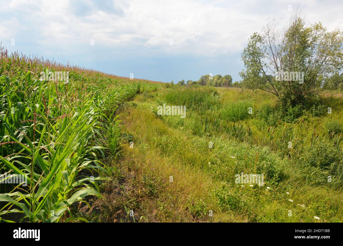 A corn field close to shallow river bank that changed into a narrow ...