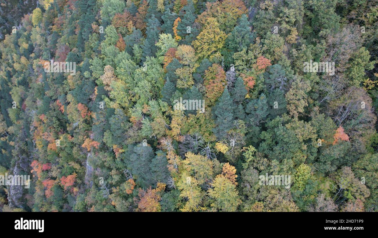Aerial view of the lush autumnal trees in the Tena Valley in Spain ...