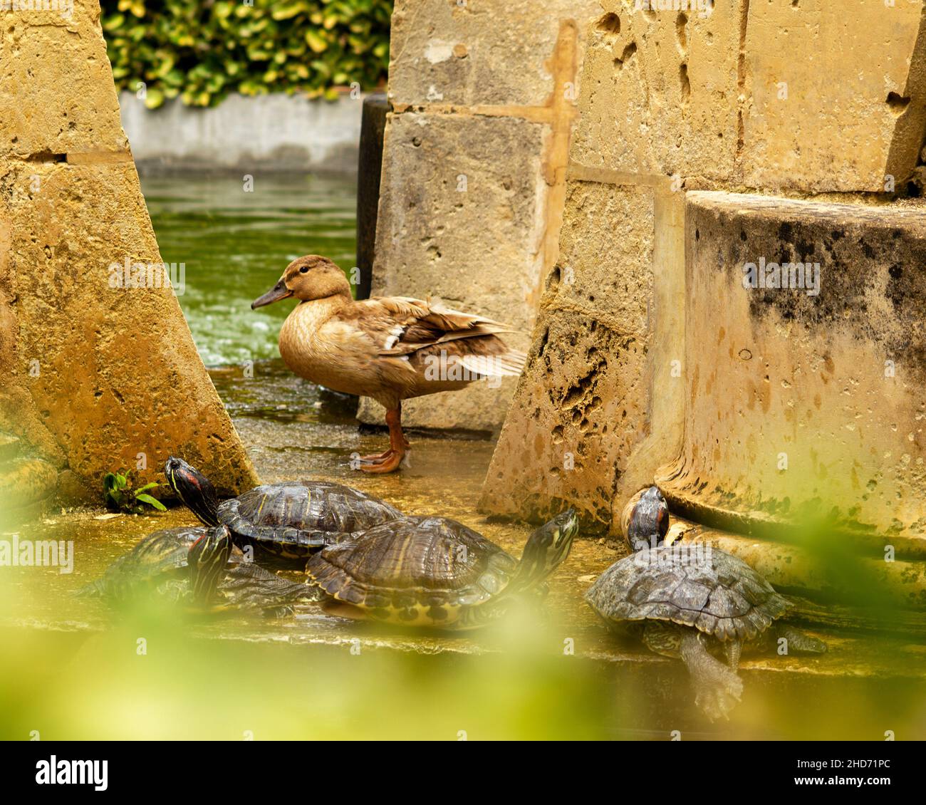 San anton gardens malta hi-res stock photography and images - Alamy