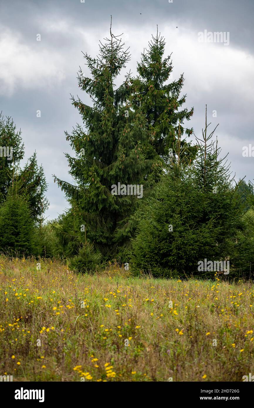 Vertical shot of pine trees and Blooming Lithuanian meadows in ...