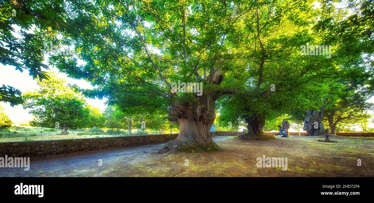 Ancient chestnut trees in Sanctuary of La Alcobilla located on an old ...