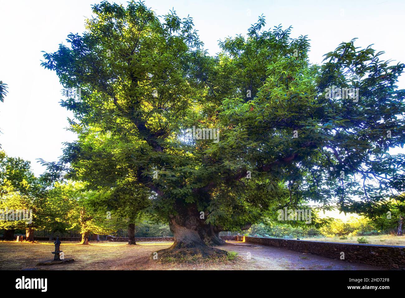 Ancient chestnut trees in Sanctuary of La Alcobilla located on an old ...