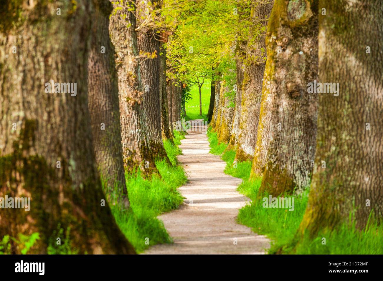 Alley and footpath hi-res stock photography and images - Alamy