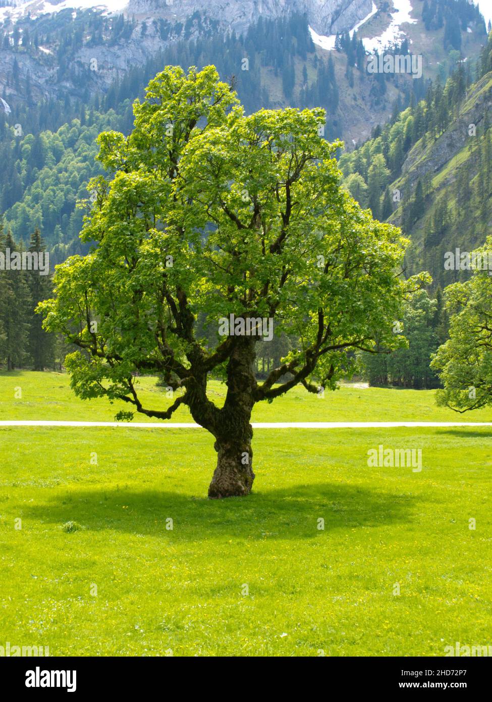 Maple tree landscape nature hi-res stock photography and images - Alamy