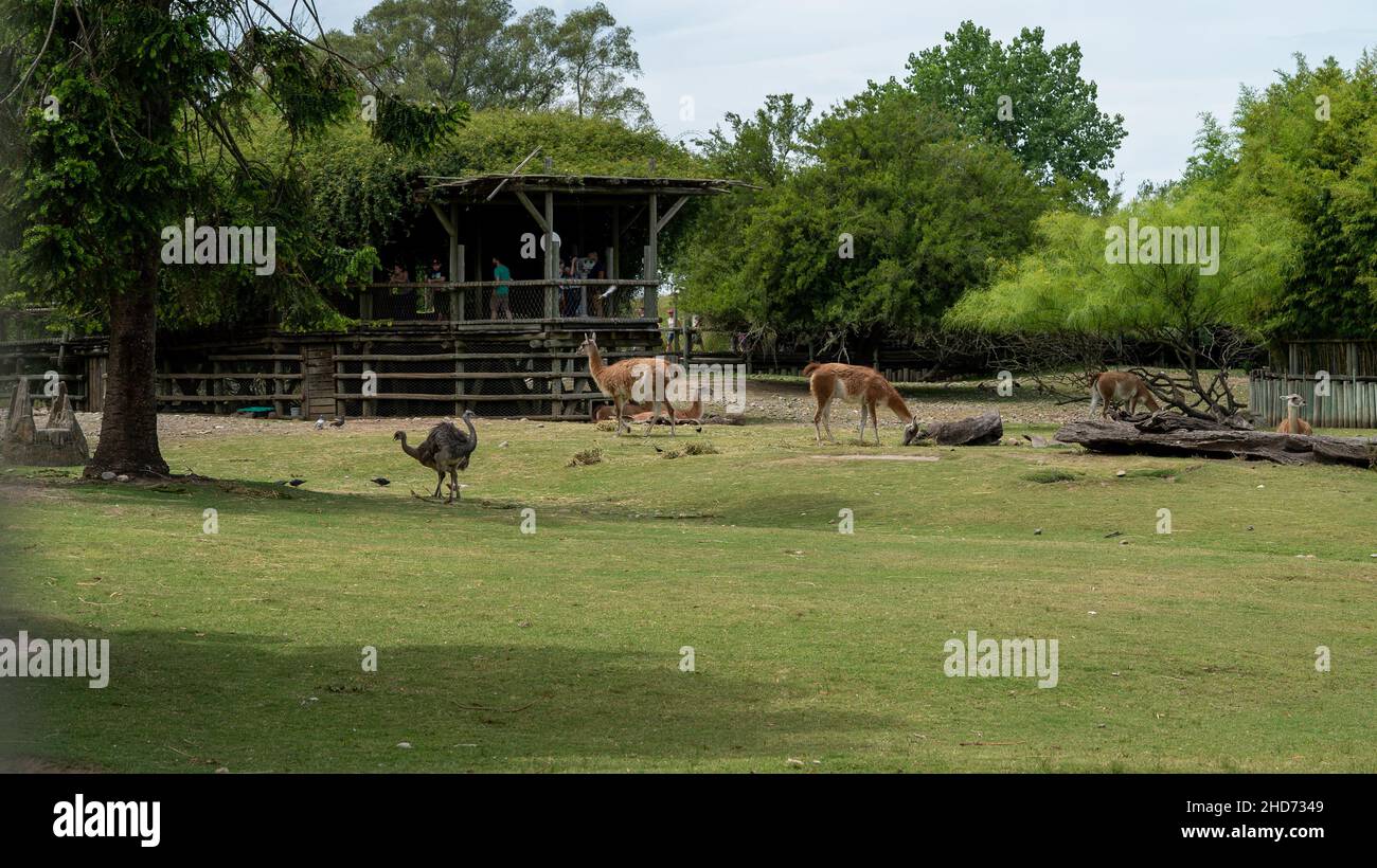 Group of guanacos in captivity Stock Photo - Alamy
