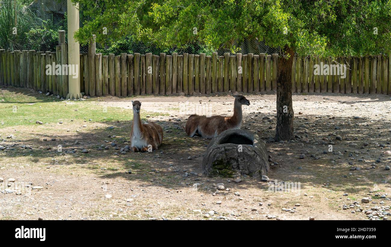 Group of guanacos in captivity Stock Photo - Alamy