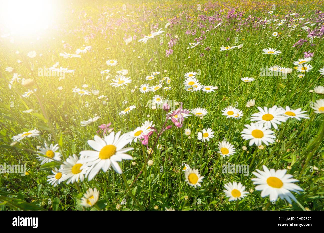 Panorama panoramic spring hi-res stock photography and images - Alamy