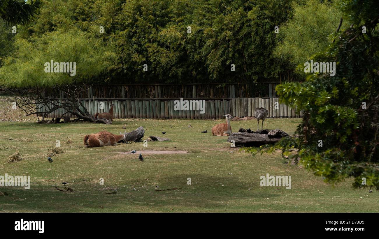 Group of guanacos in captivity Stock Photo - Alamy