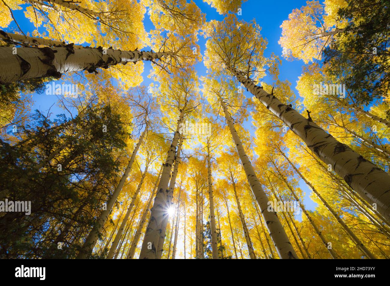 Low angle shot maple tree hi-res stock photography and images - Alamy