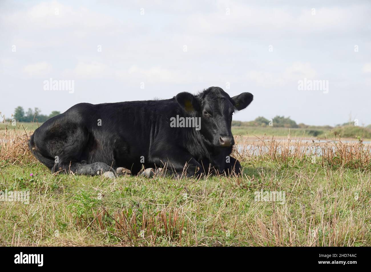 Cow lying down hi-res stock photography and images - Alamy