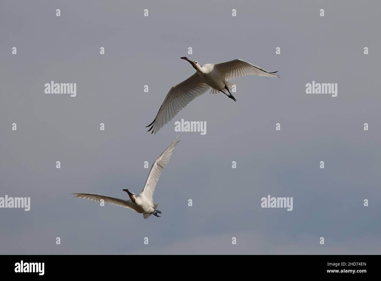 Overhead shot high angle hi-res stock photography and images - Alamy