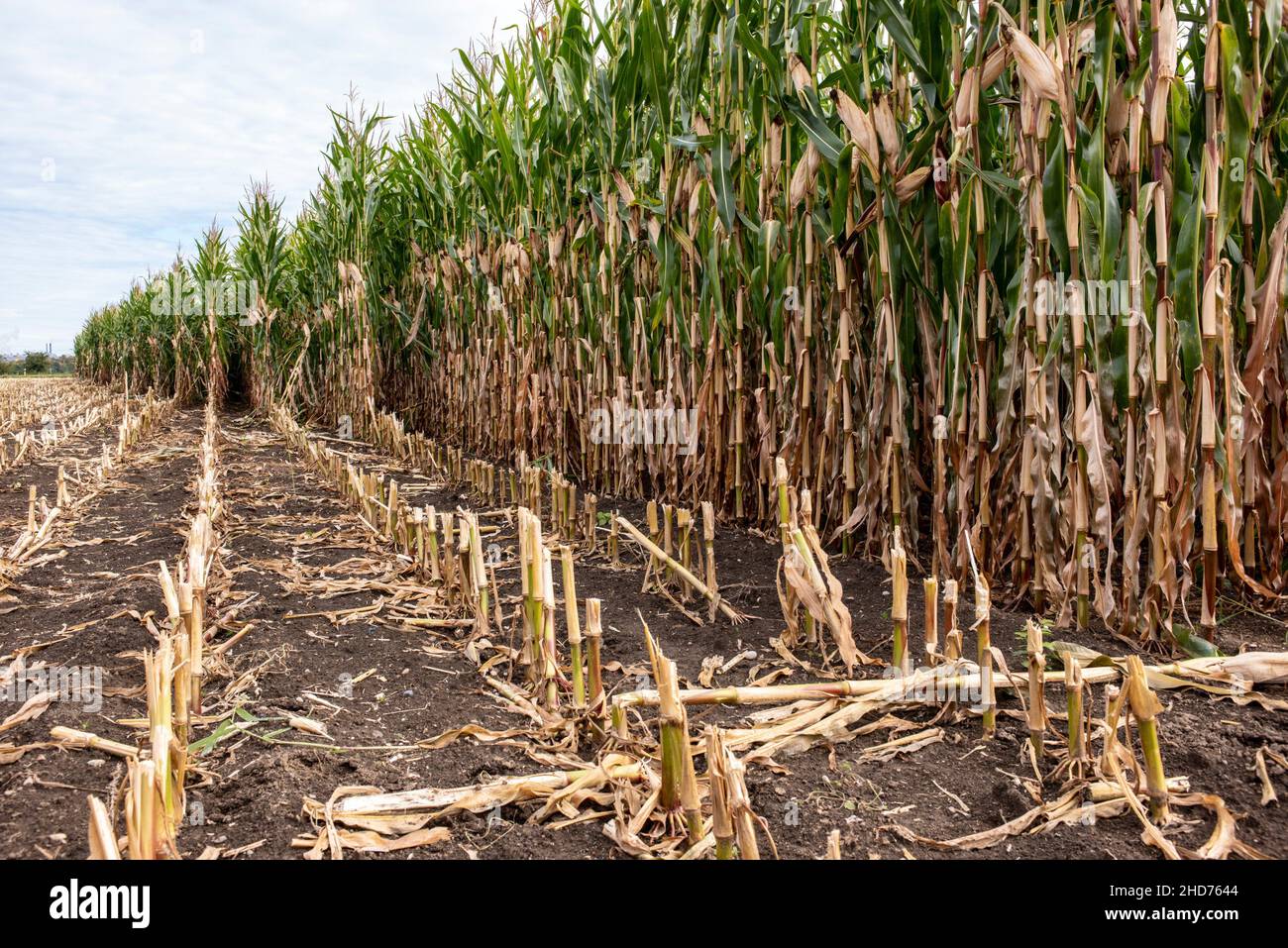 Corn dust dry hi-res stock photography and images - Alamy