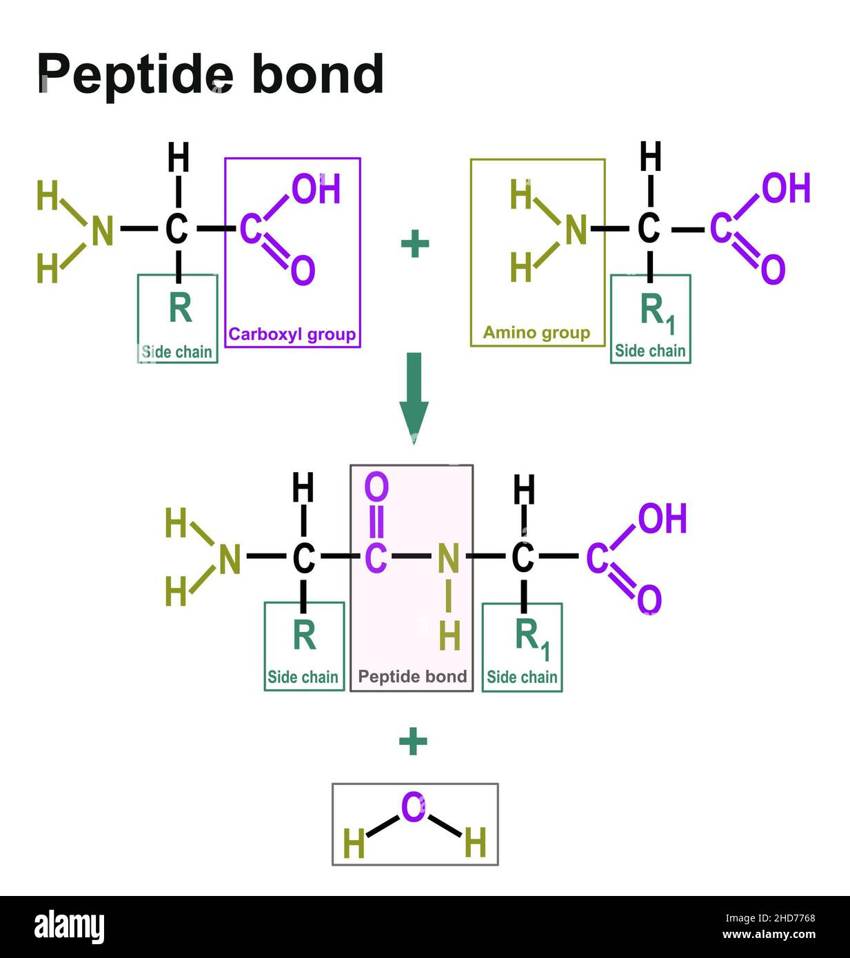 Peptide Binding Formation Of Amide Bonds From Two Amino Acids As A