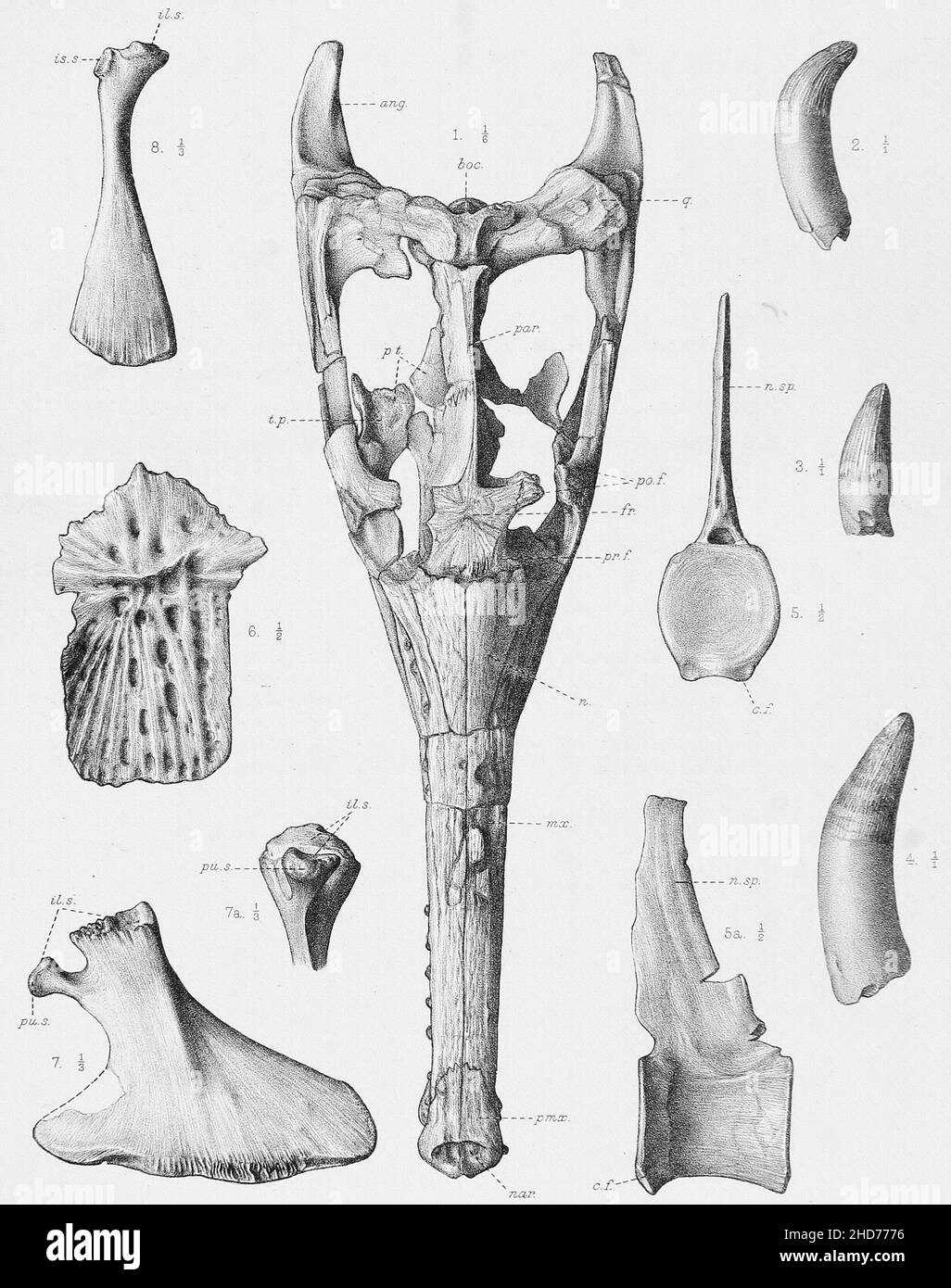 Steneosaurus Black and White Stock Photos & Images - Alamy