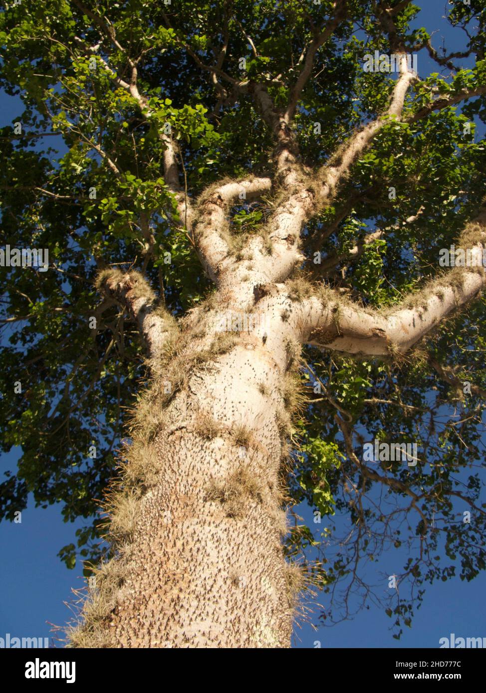 Spike thorn tree hi-res stock photography and images - Alamy