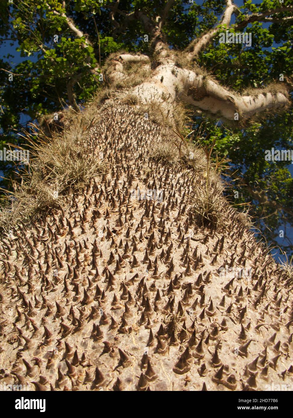 Spike thorn tree hi-res stock photography and images - Alamy