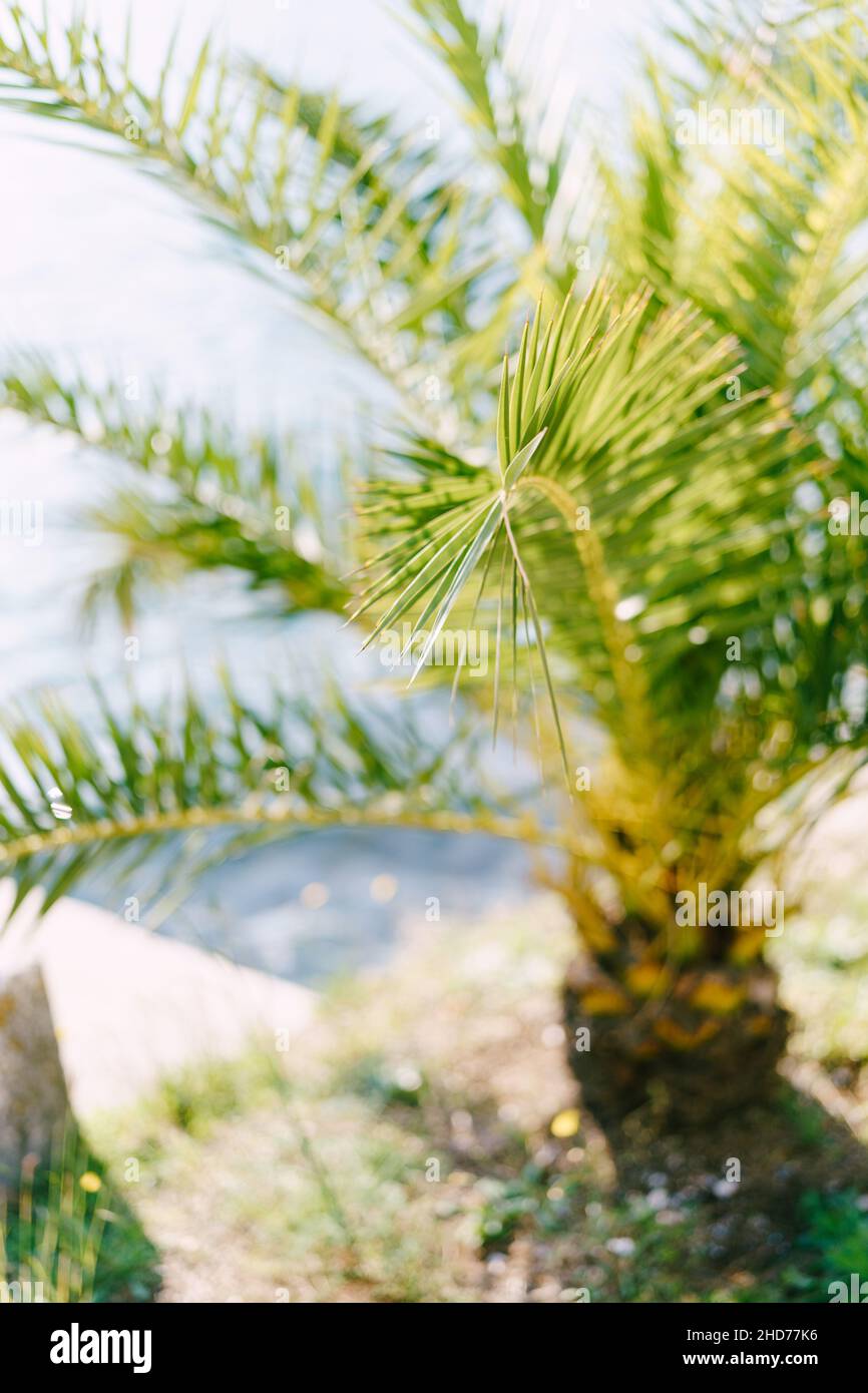 Green leaf of a small palm tree on the pier. Blur. Close-up Stock Photo ...