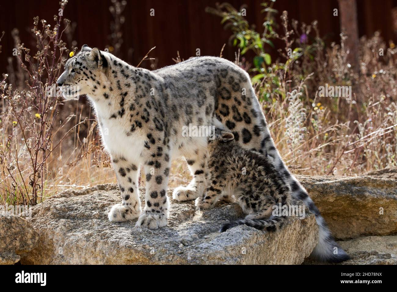 Baby Snow Leopard Full Body
