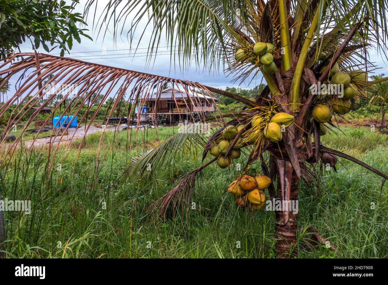 Malay wooden house hi-res stock photography and images - Alamy