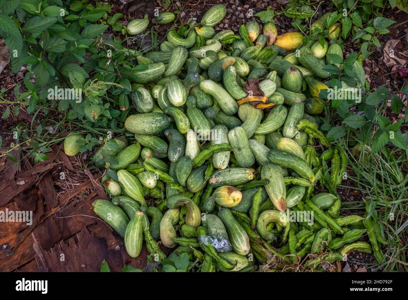 Rotten cucumber hi-res stock photography and images - Alamy