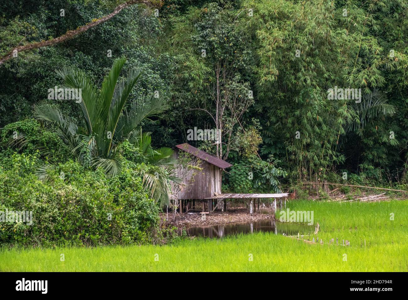 Rice field in Kampung Taee, Sarawak, East Malaysia, Borneo Stock Photo ...