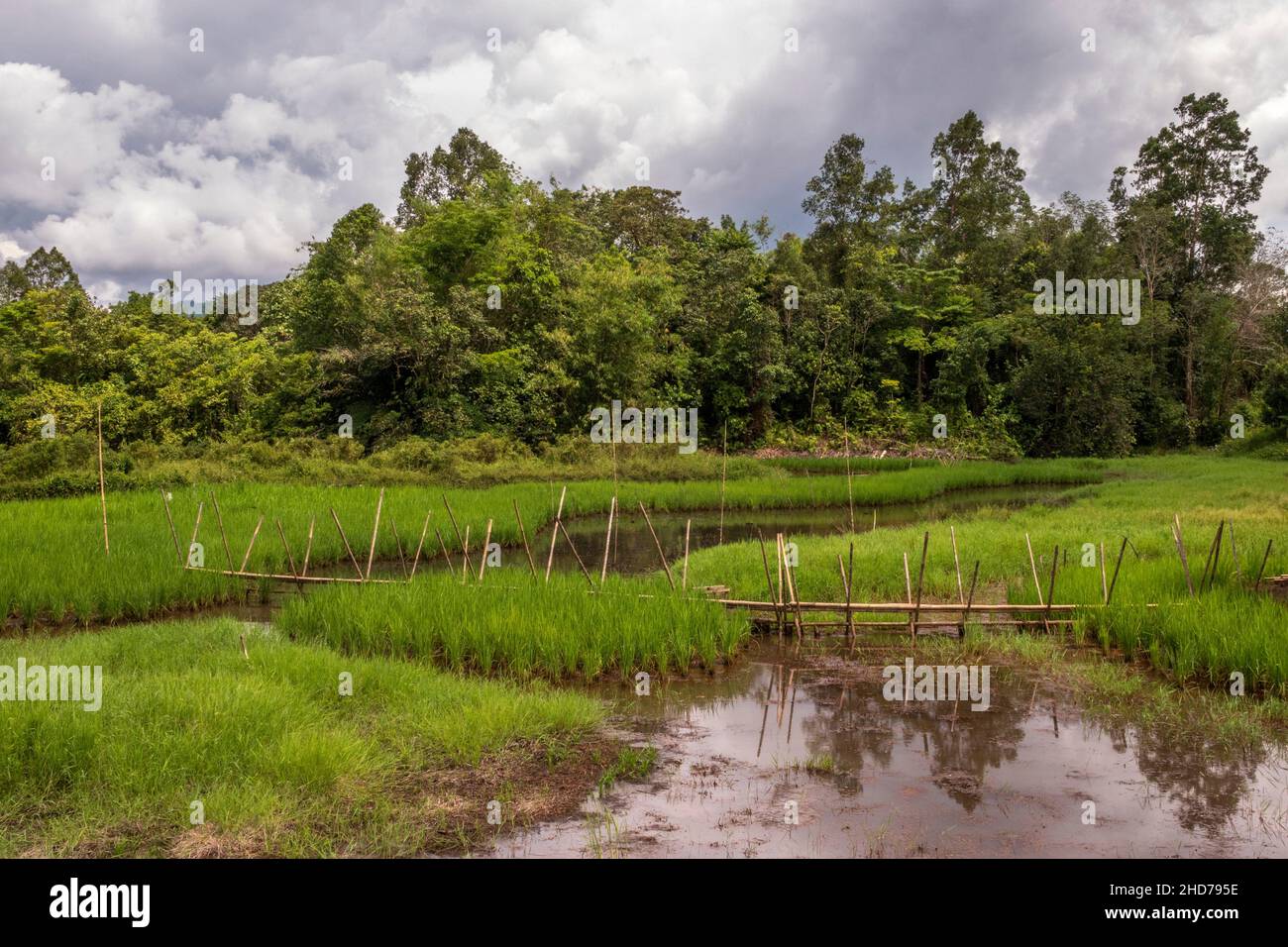 Malaysia rice plantation hi-res stock photography and images - Alamy