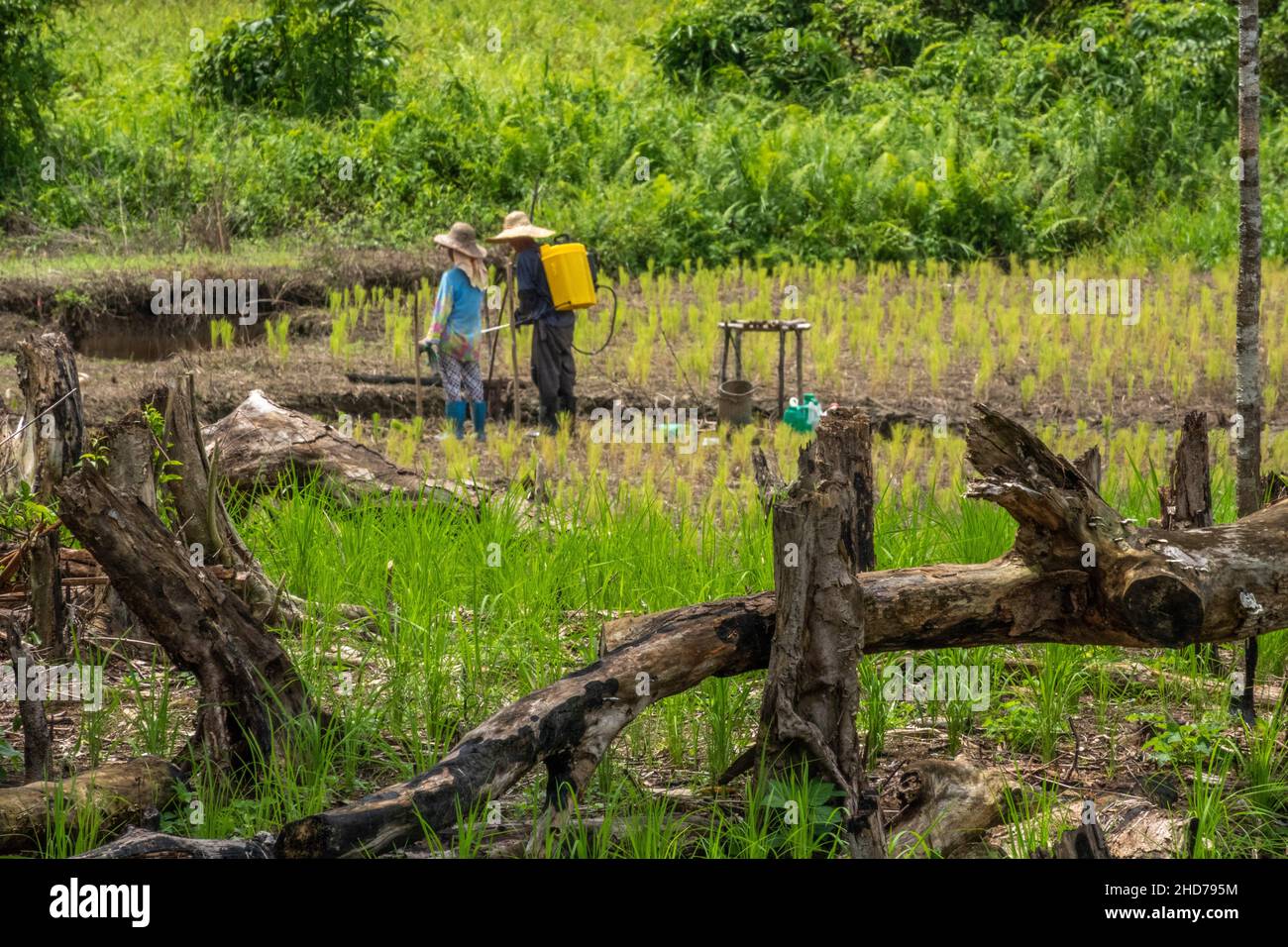 Sarig hi-res stock photography and images - Alamy