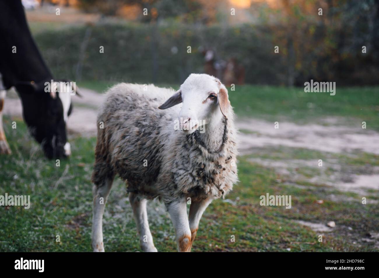 Beige sheep walking on green grass and pasturing with black cow in ...