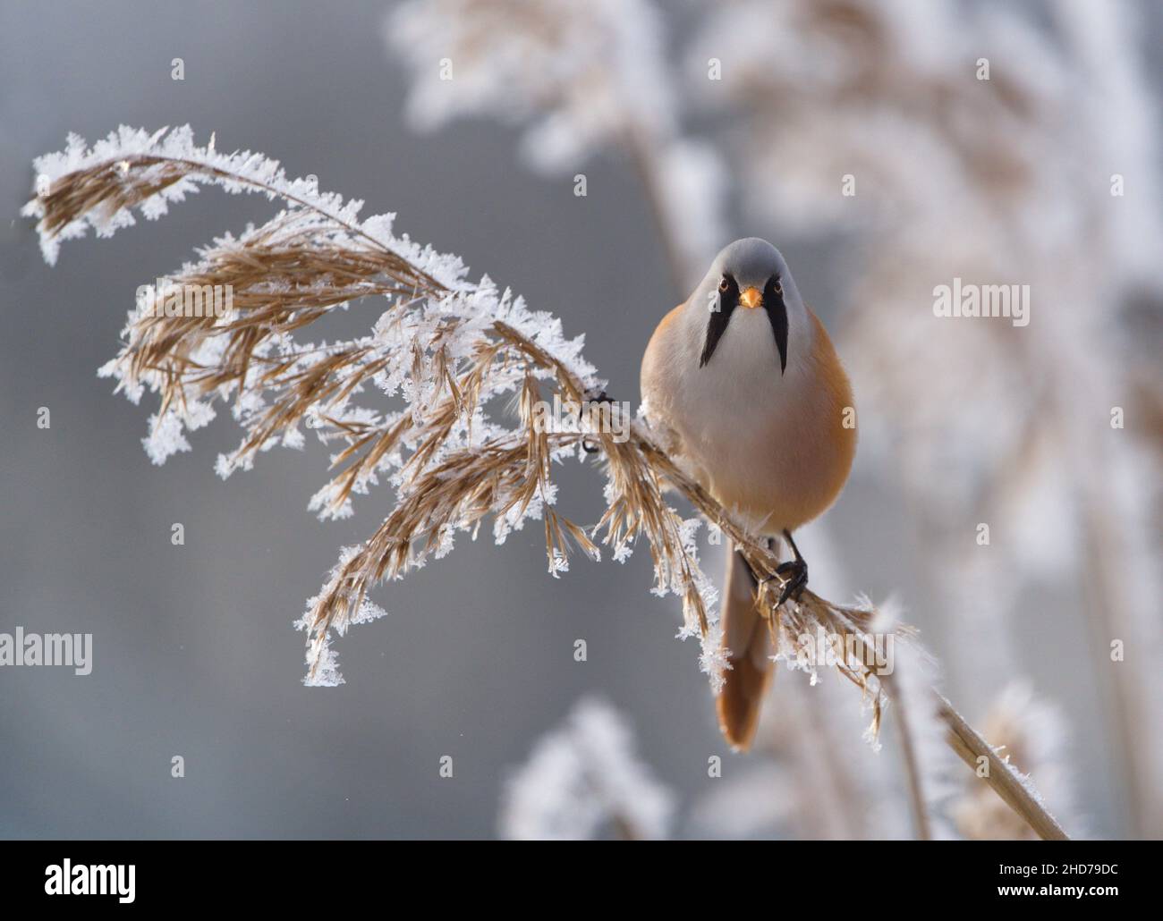 Bearded Reedlingand frozen reed Stockholm Sweden Stock Photo - Alamy
