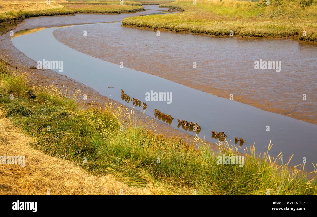 Landscape low tide mudflats and saltings in creek draining marshes ...