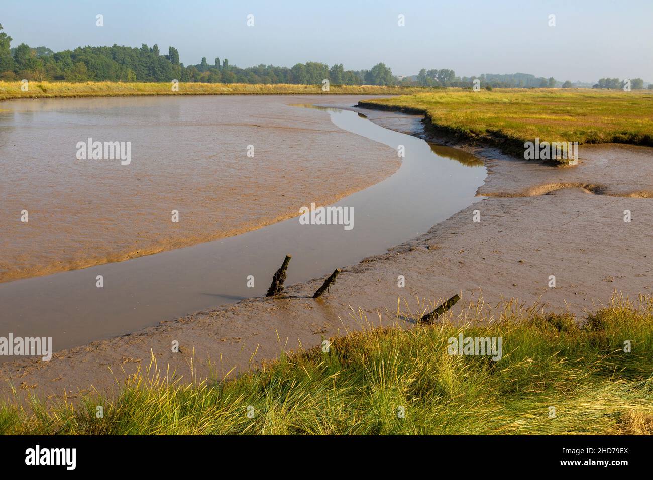 Landscape low tide mudflats and saltings in creek draining marshes ...
