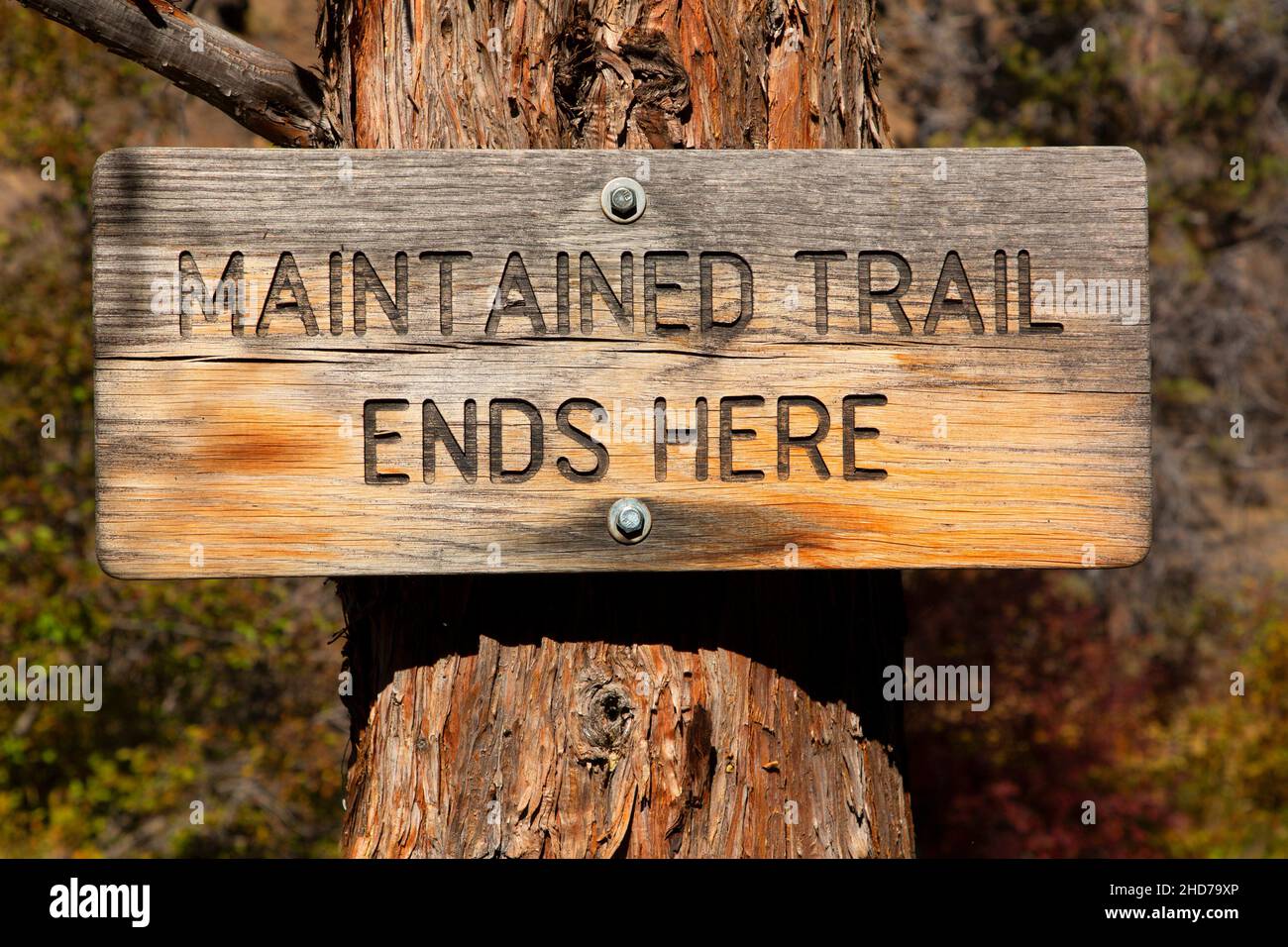 Oregon alder hi-res stock photography and images - Alamy