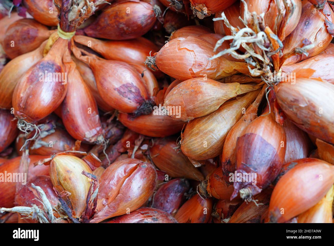 Fresh pink shallots at a French farmers market Stock Photo - Alamy