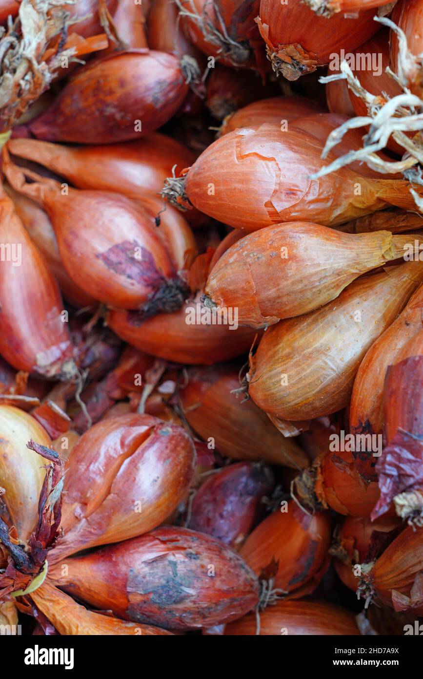 Fresh pink shallots at a French farmers market Stock Photo - Alamy