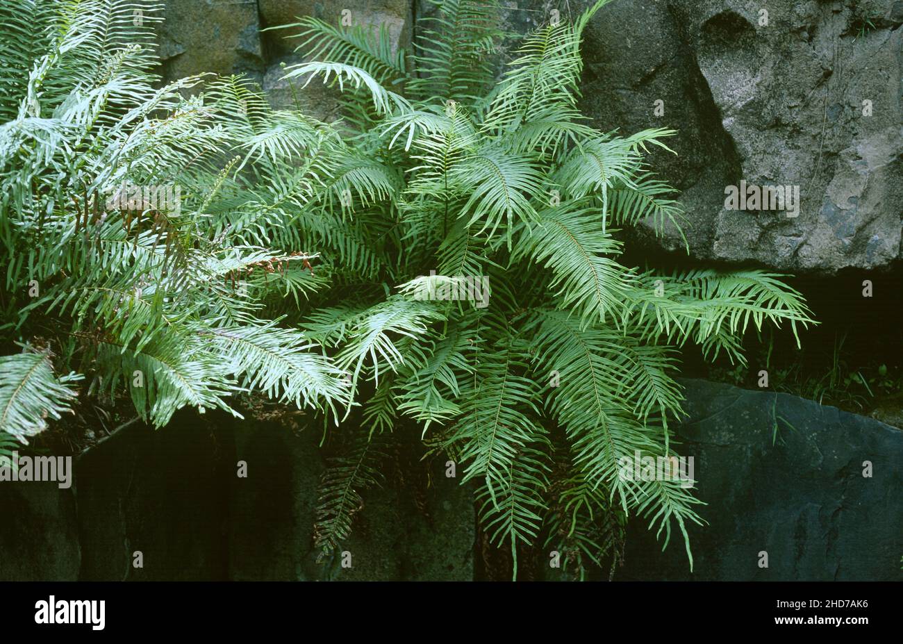 Chinese Brake Fern In Europe High Resolution Stock Photography and ...