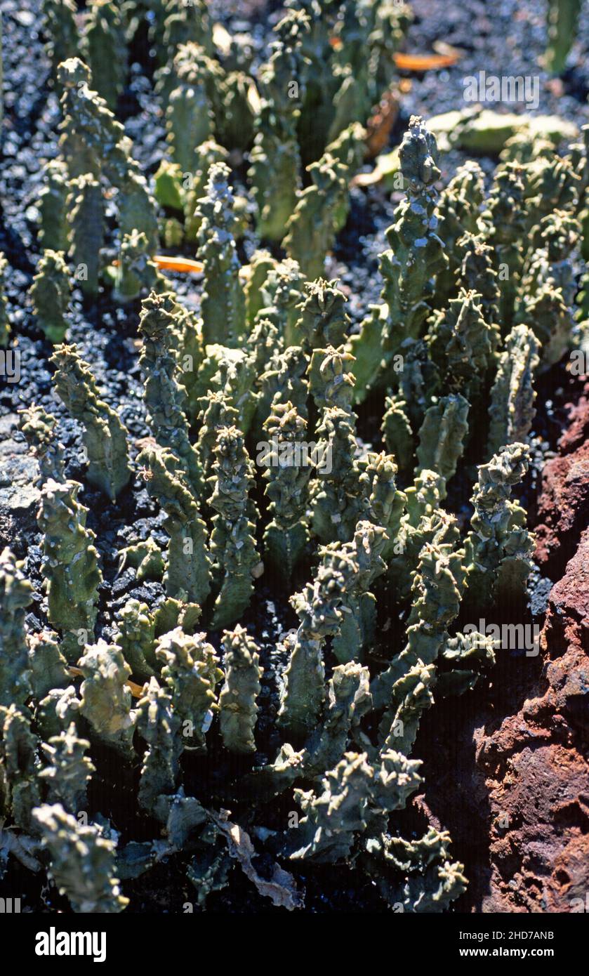 Caralluma burchardii hi-res stock photography and images - Alamy