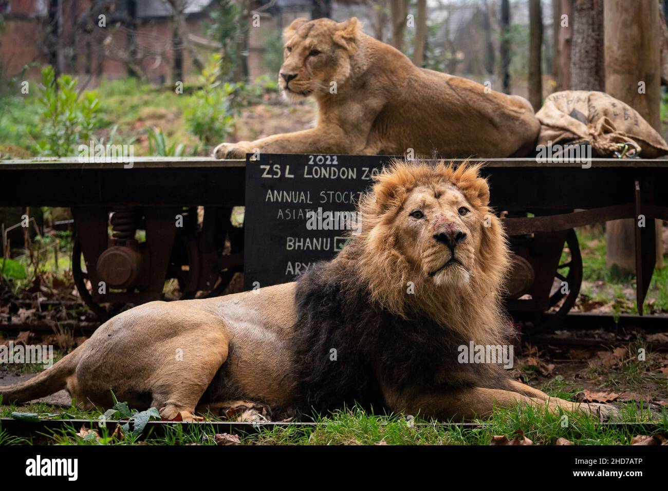 Asiatic Lions during the annual stocktake at ZSL London Zoo in central London. Picture date ...