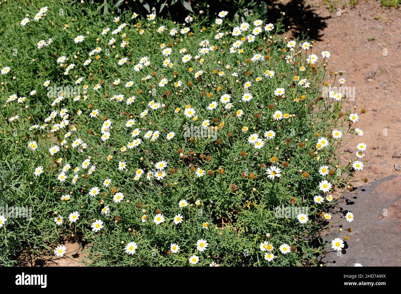 Argyranthemum High Resolution Stock Photography and Images - Alamy