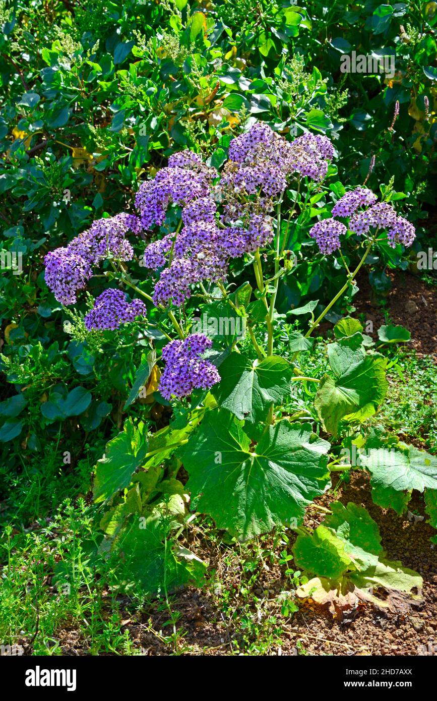 Cnary islands hi-res stock photography and images - Alamy