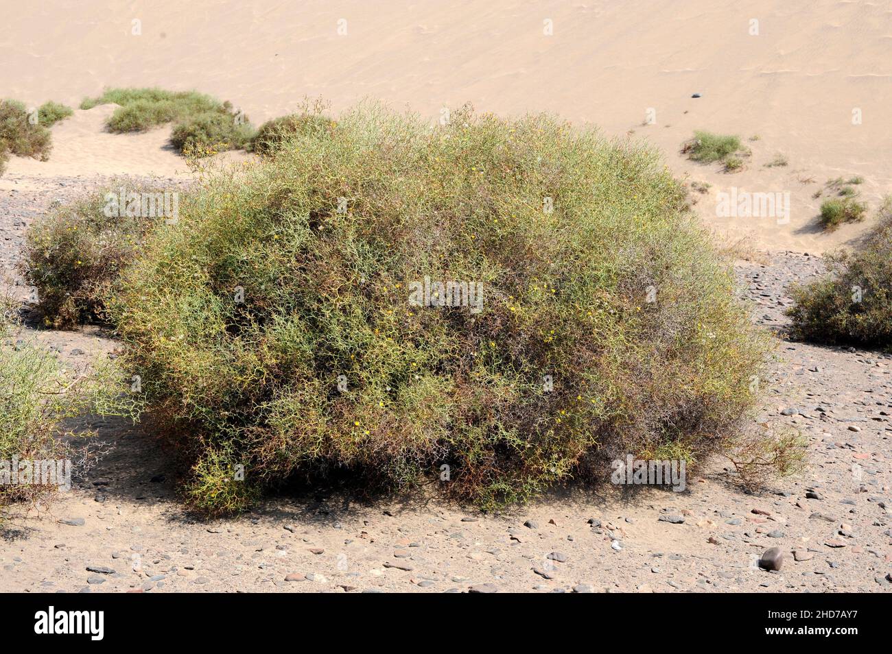 Aulaga canaria hi-res stock photography and images - Alamy