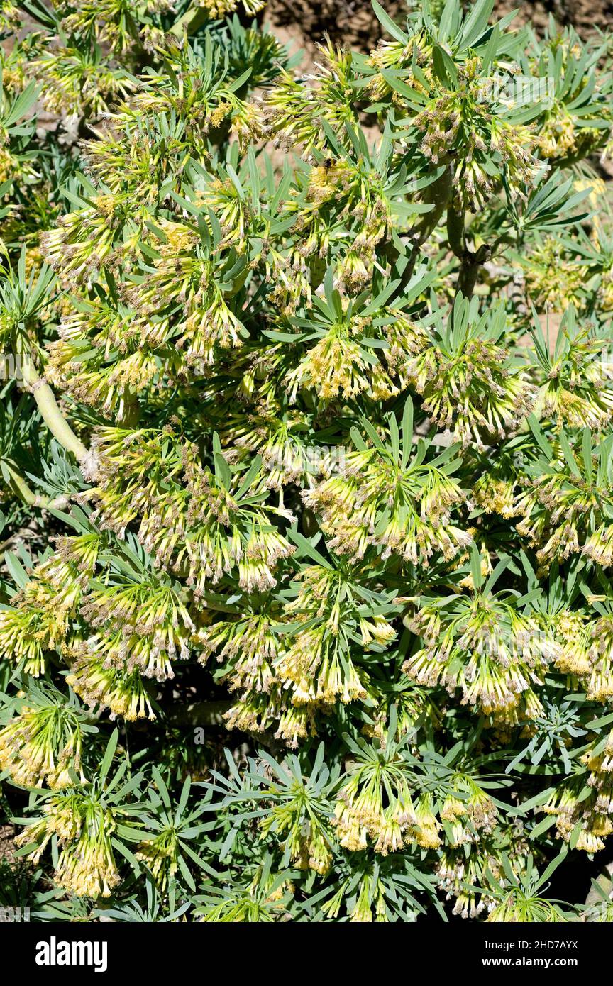 Verol verode hi-res stock photography and images - Alamy