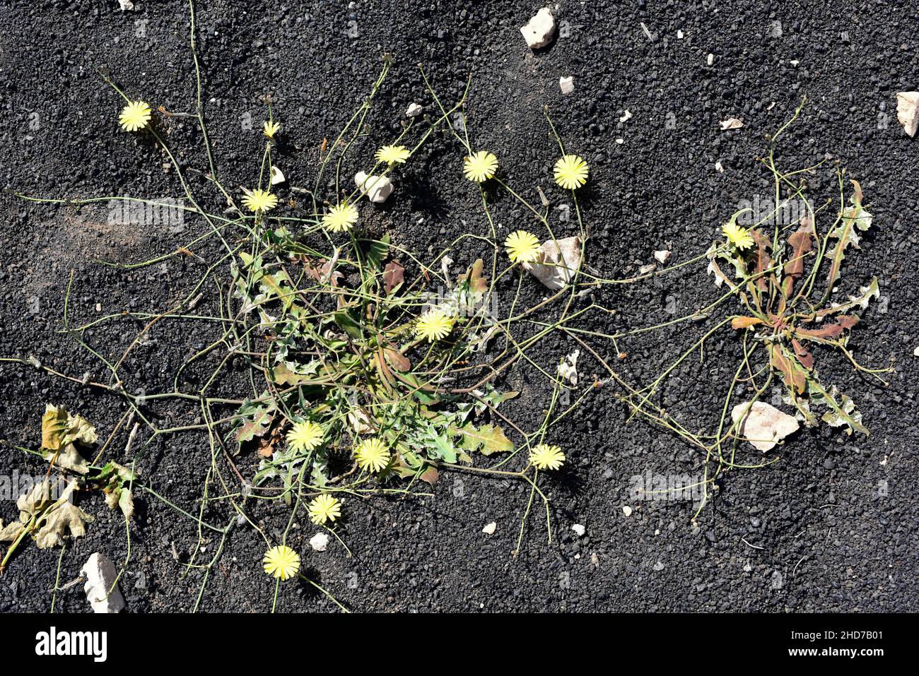 Flower of launaea nudicaulis hi-res stock photography and images - Alamy
