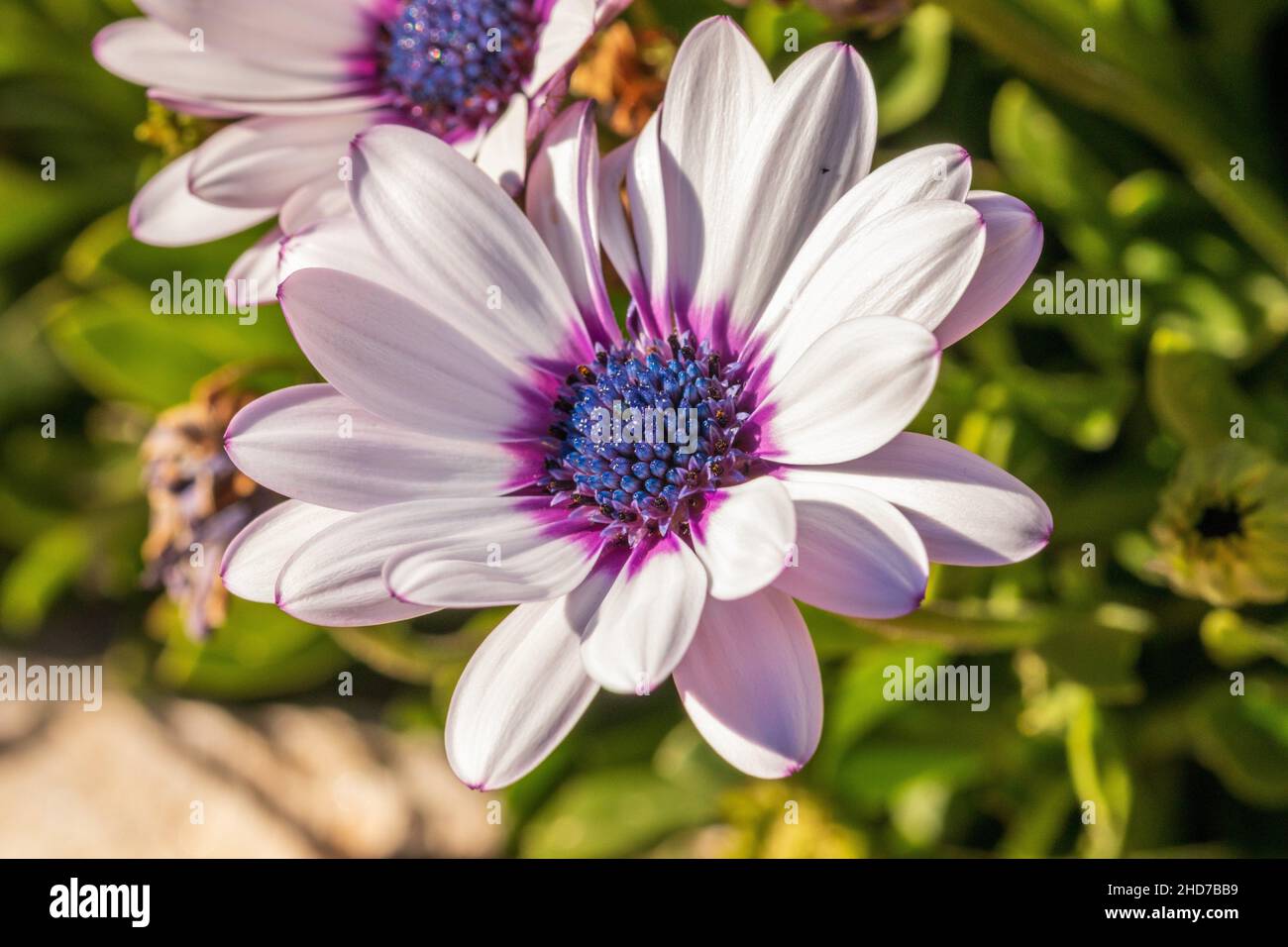 An african daisy flower hi-res stock photography and images - Alamy