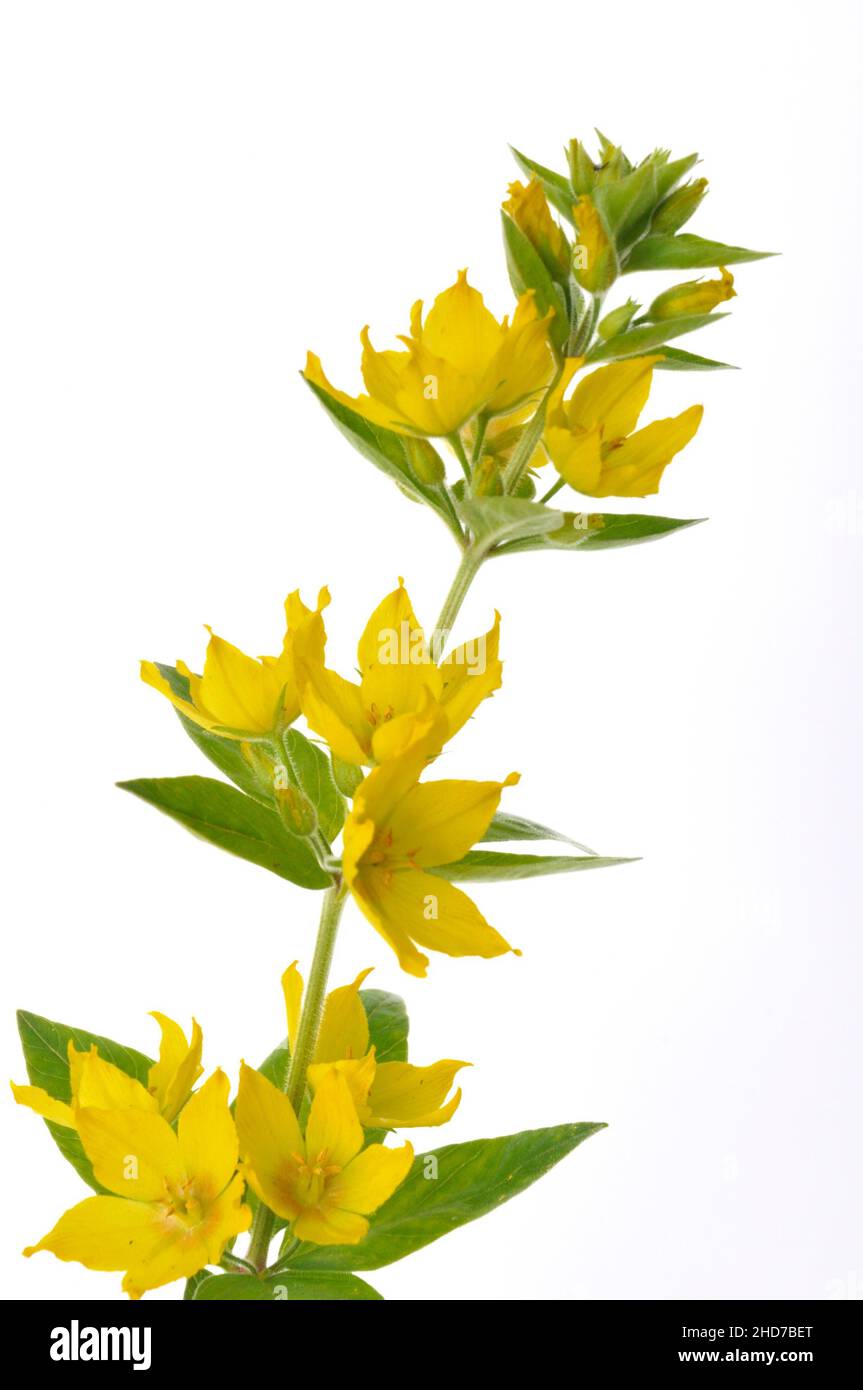 Lysimachus High Resolution Stock Photography and Images - Alamy