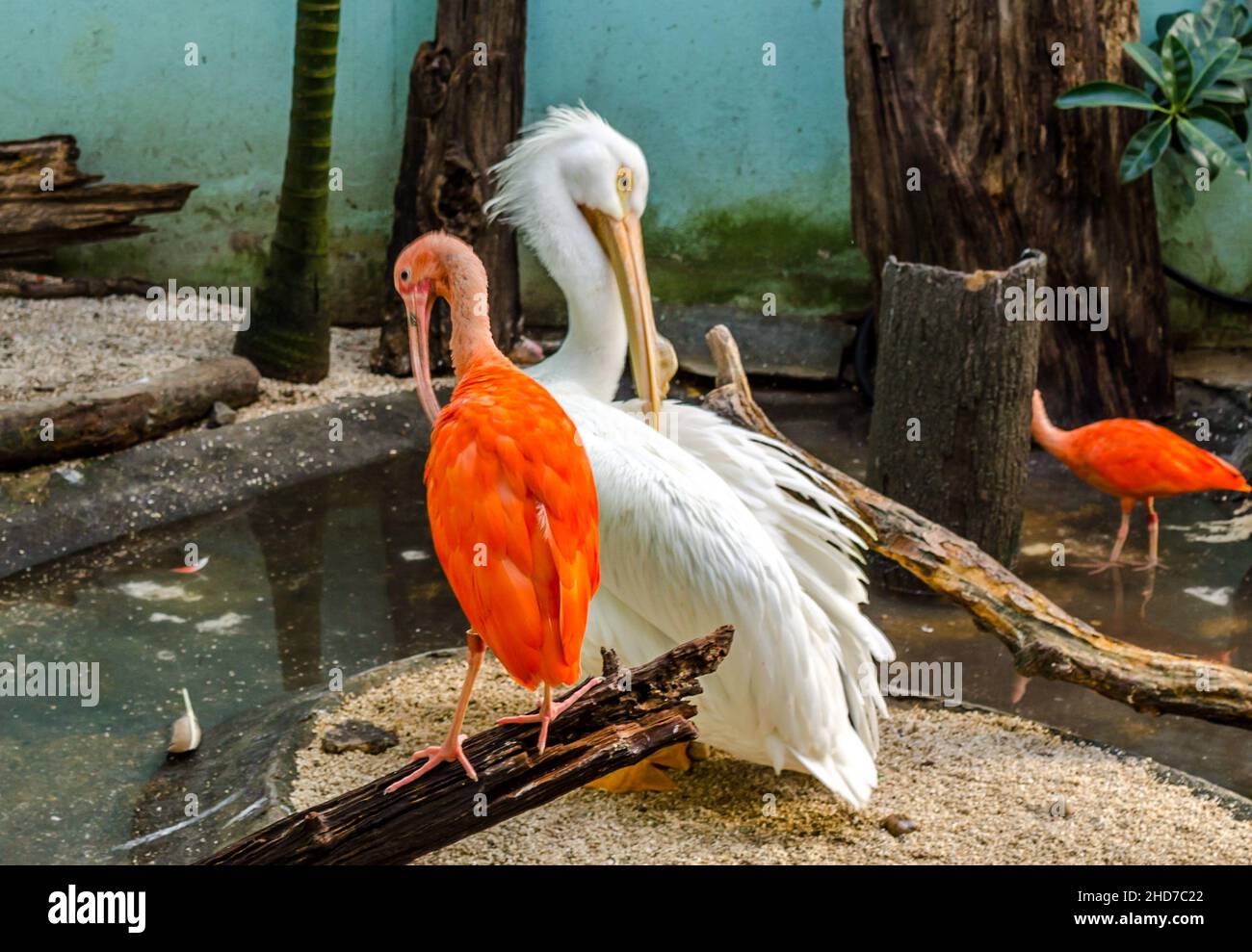 Beautiful Orange and White Ibis Birds, Scarlet and White, in an ...