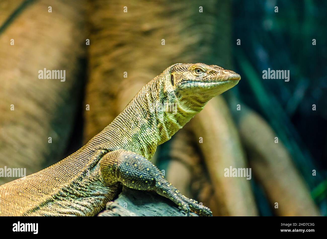 A Lizard Standing Still and Posing in a Rainforest. Reptile Profile ...